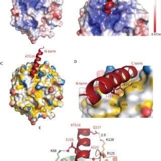 Interactions At The Interface Download Scientific Diagram