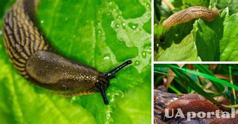 Як позбутися від слимаків лайфхак вивести слимаків за допомогою часнику