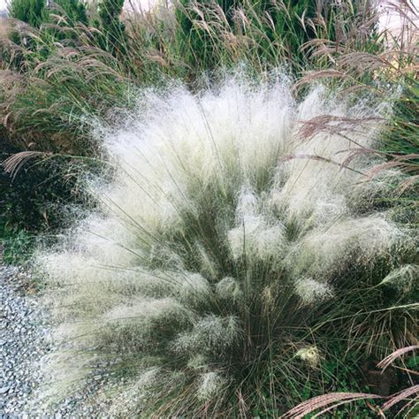 How To Grow White Cloud Muhly Grass An Adaptable Native Grass Fine Gardening
