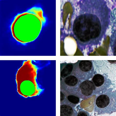 segmentation results of the proposed method for both nucleus and