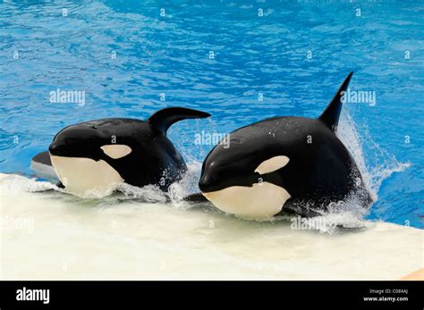 Trained Killer Whales Orcas Orcinus Orca Shamu Stadium Seaworld