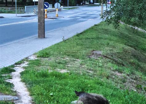 Liūdnas Barsuko Likimas Biržų Laikraštis Šiaurės Rytai