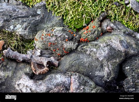 Fungus Root Hi Res Stock Photography And Images Alamy
