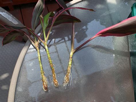 To Plant Root Rot Rplants