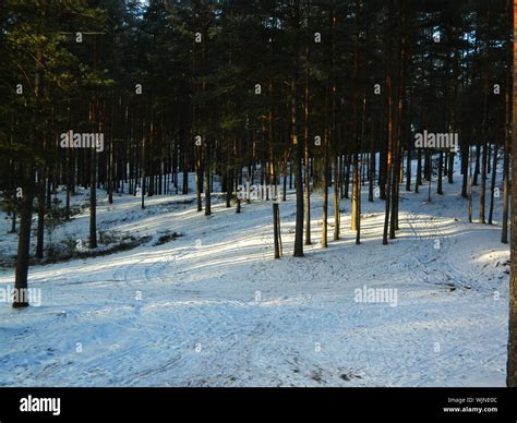 Pine Trees Forest Snow Night Hi Res Stock Photography And Images Alamy