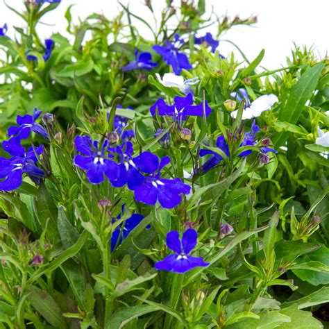 Lobelia Erinus Flores Azules Preciosas Germigarden