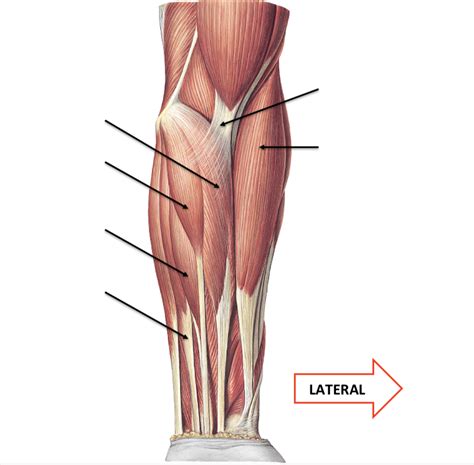 Diagram Of Lateral Forearm Quizlet