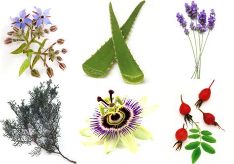 Things Nobody has Told You About Botanical Hair Products - The ...