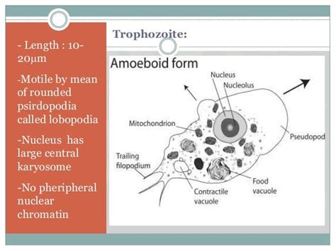 Naegleria Fowleri