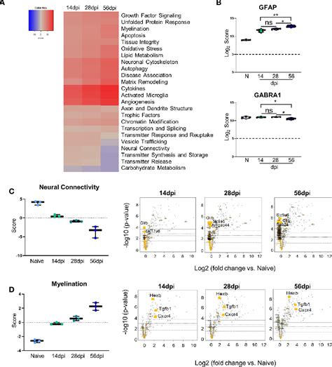 Figure 4 From Targeted Transcriptomic Analysis Of C57bl 6 And Balb C