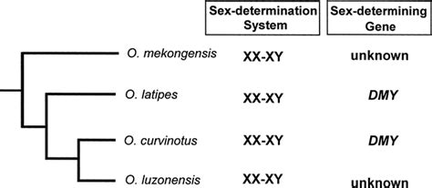 Xx Xy Genetics Pdf