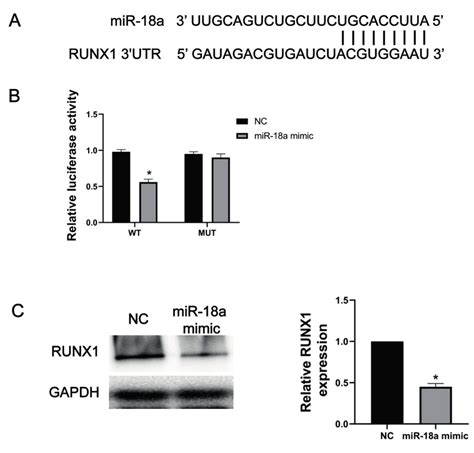 Runx1 Is The Direct Target Of Mir 18a A Binding Site Of Mir 18a And