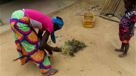 Cyperus Maculatus Sedge Root For Incense Youtube