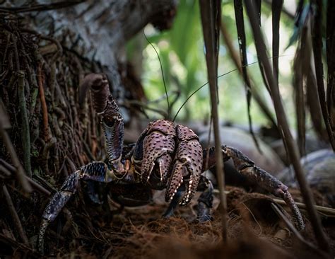 Coconut Crabs May Hold Clue To Amelia Earhart Fate National Geographic