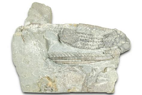 2 35 Fossil Crinoid Histocrinus Indiana 326087 For Sale