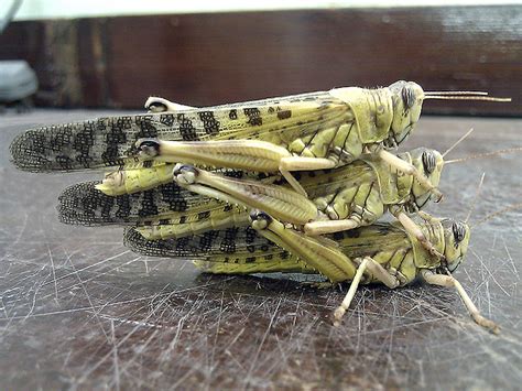 Gay Locust Sex A Photo On Flickriver
