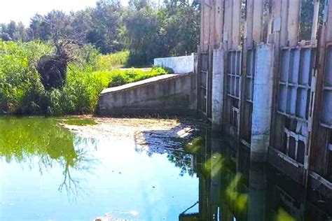 Екологи розповіли чому виник замор риби на каналі «Желявський Південь сьогодні