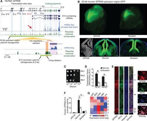 Evolutionarily Dynamic Alternative Splicing Of Gpr56 Regulates Regional