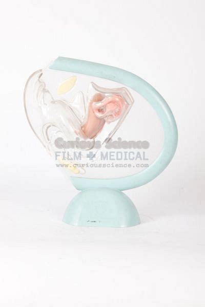 Male Reproductive System Model Film Medical