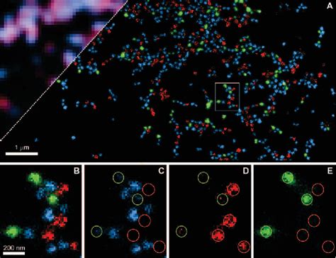 Figure 3 From Multicolor Far Field Fluorescence Nanoscopy Through Isolated Detection Of Distinct