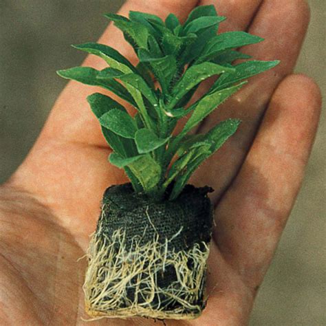Lobelia California Dark Blue Eyes J Parker Dutch Bulbs