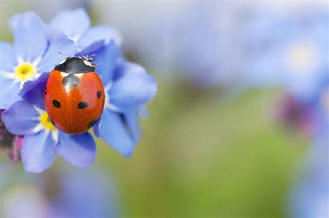 Free 21 Lady Bug Wallpapers In Psd Vector Eps