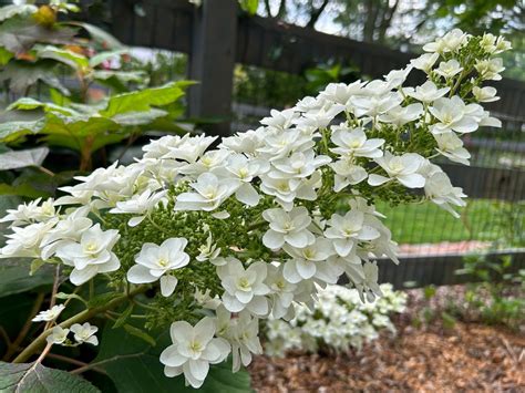 Oakleaf Hydrangea Snow Queen