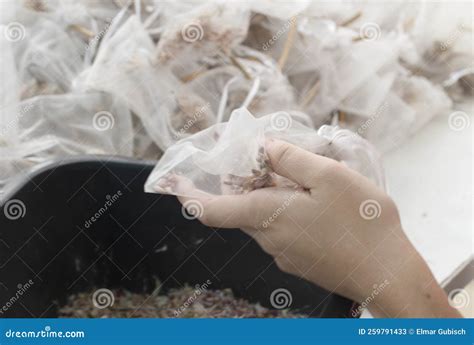 Seeds Protected By Outer Covering Stock Image Image Of Seeds Botany