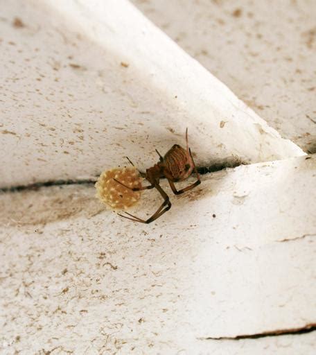 Insect Egg Sac Identification What Are You Dealing With How I Get Rid Of