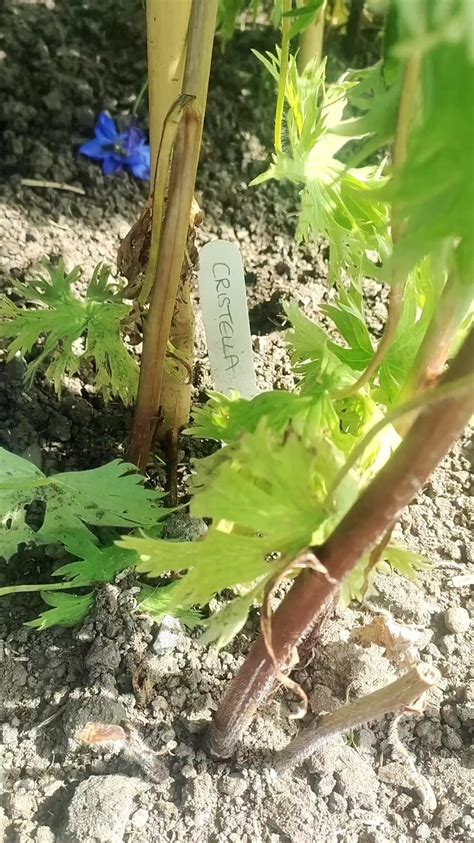 Delph Cottage Garden Open Days Progress Update R Gardeninguk