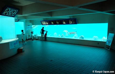 Okinawa Churaumi Aquarium The Largest Saltwater Tank In Japan