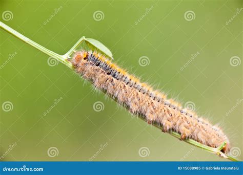 Grass Eggar Caterpillar Stock Image Image Of Pachygastria 15088985