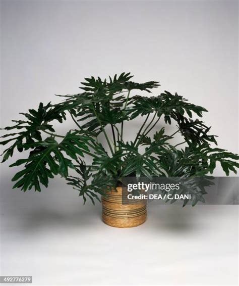 Fiddle Leaf Philodendron Photos And Premium High Res Pictures Getty