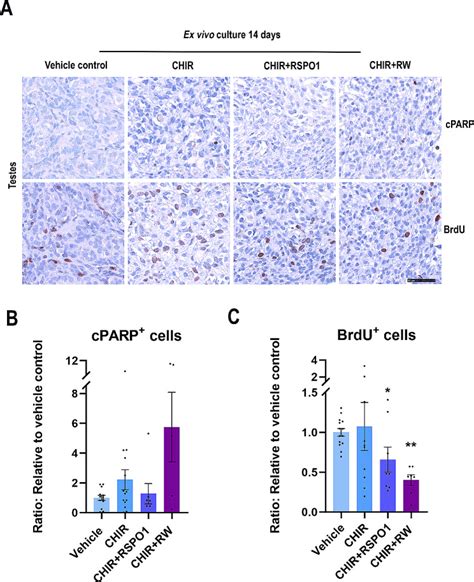 Inhibition Of Wntβ Catenin Signalling During Sex Specific Gonadal