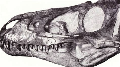 Nanotyrannus Skull