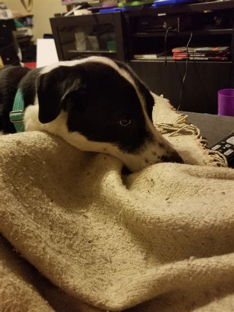 This Is How She Lets Me Know She Wants On The Couch Raww