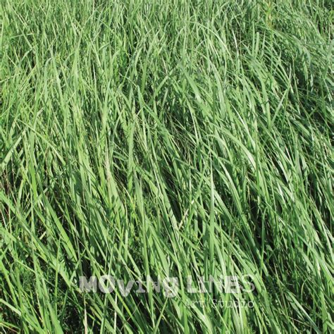 Green Grass Digital Backdrop Nature Photography Hay Summer Etsy