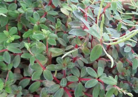 روش نگهداری گل قاشقی انواع، بیماری ها و تکثیر گل قاشقی