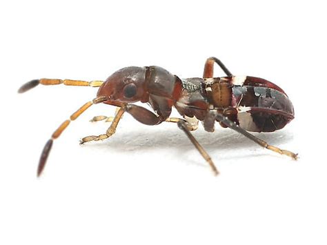Tiny Bug Bugguidenet