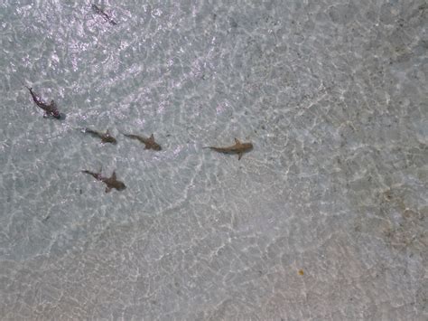 Jakare Yacht Charter Indonesia Romantic Luxury Private Phinisi