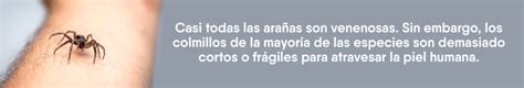 AsÍ Hay Que Actuar Si Te Pica Una AraÑa Centro Médico Daniel Alcides