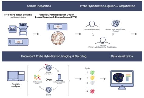 In Situ Detection And Subcellular Localization Of 5000 Genes Using
