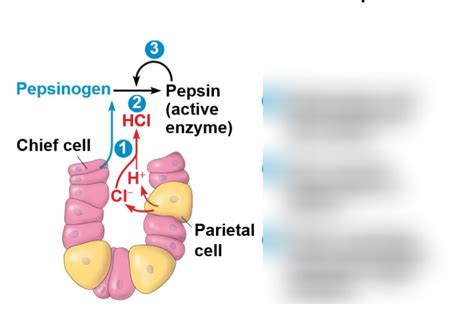 Pepsin Location