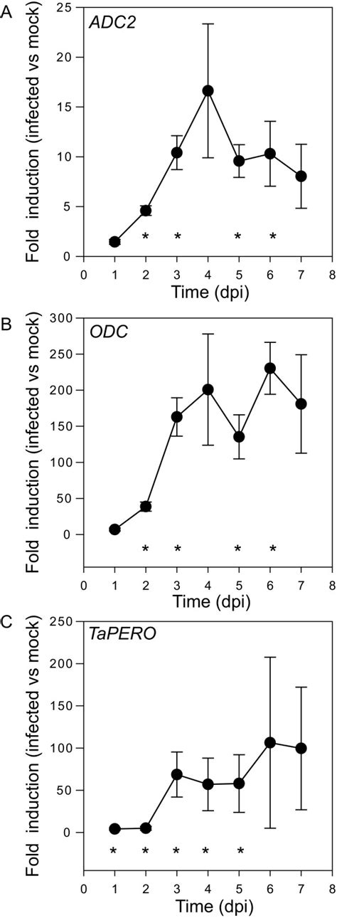 Expression Of Genes Of The Polyamine Biosynthesis Pathway During