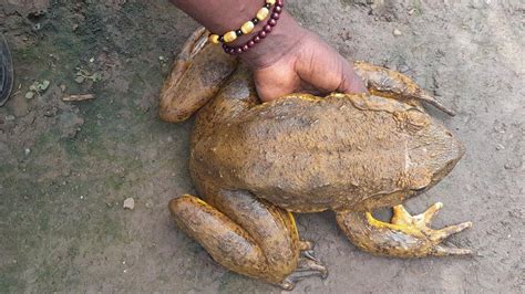 Largest Known Frog