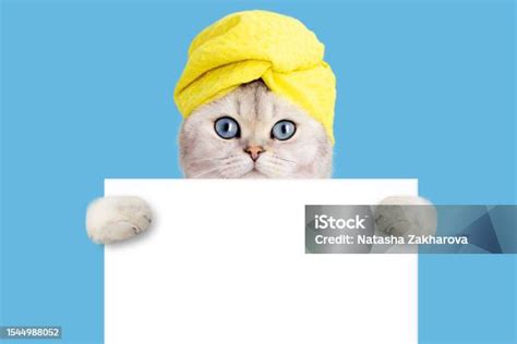머리에 노란 수건을 쓴 재미있는 흰 고양이 파란색 배경에 빈 흰색 배너를 들고 있다 0명에 대한 스톡 사진 및 기타 이미지 0명 가축 건강한 생활방식 Istock