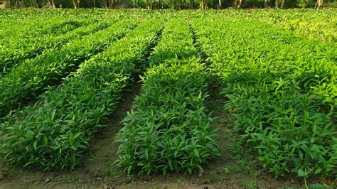 မိုးညိုမြို့နယ်တွင် တရုတ်ကန်စွန်းတစ်ပိုင်တစ်နိုင် စိုက်ပျိုးရောင်းချခြင်းဖြင့် မိသားစုအပိုဝင်င