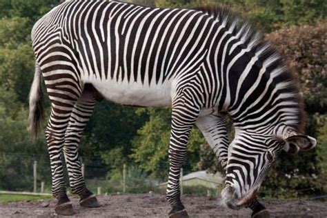 The 3 Types Of Zebras And 11 Species Wildlife Informer