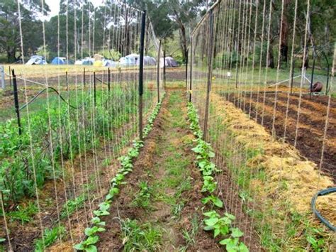 17 Best Images About Runner Bean Support Inspiration On Pinterest Gardens Traditional And Runners