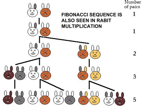 Fibonacci Sequence | PPT